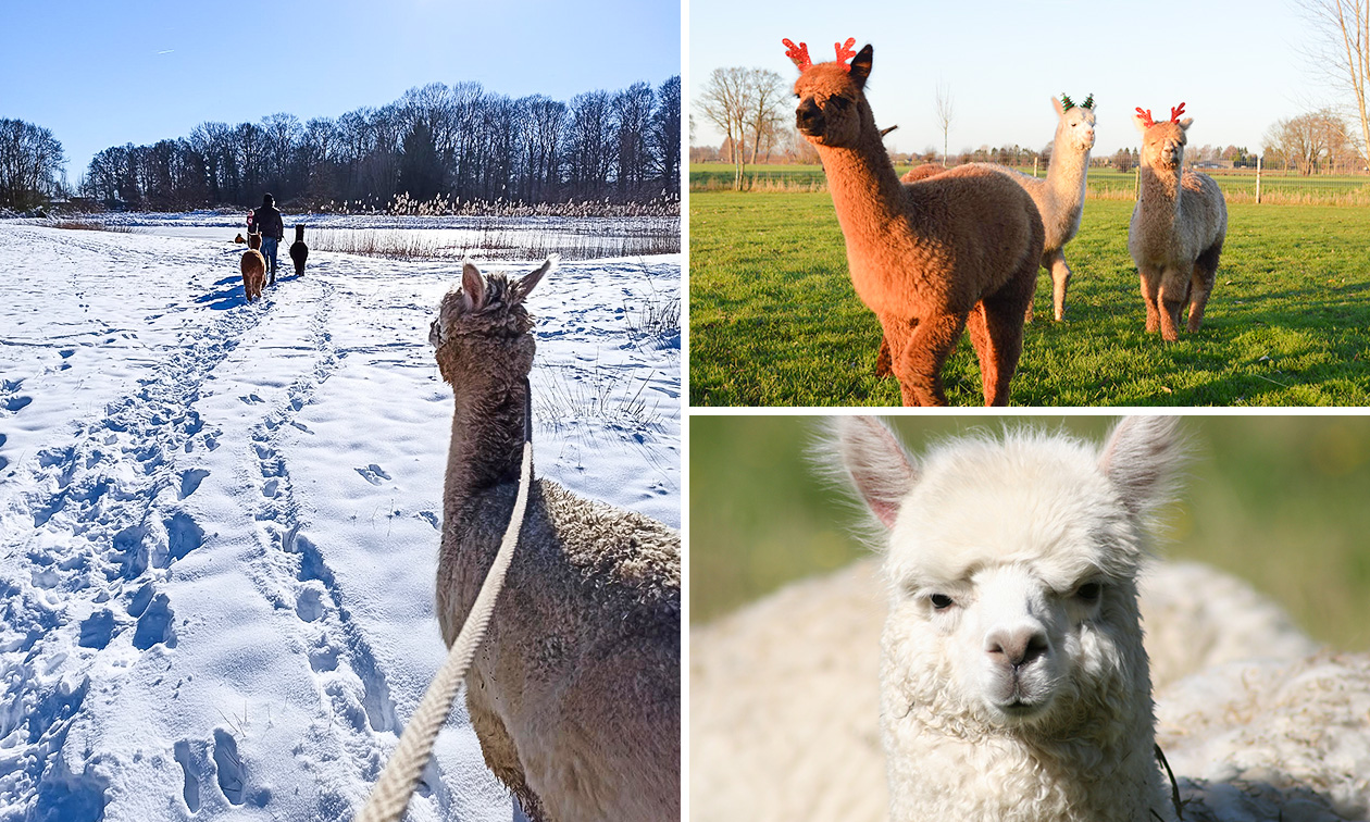 Mochica Alpacas, Alpaca meet & greet + evt. wandeling (60-120 min ...