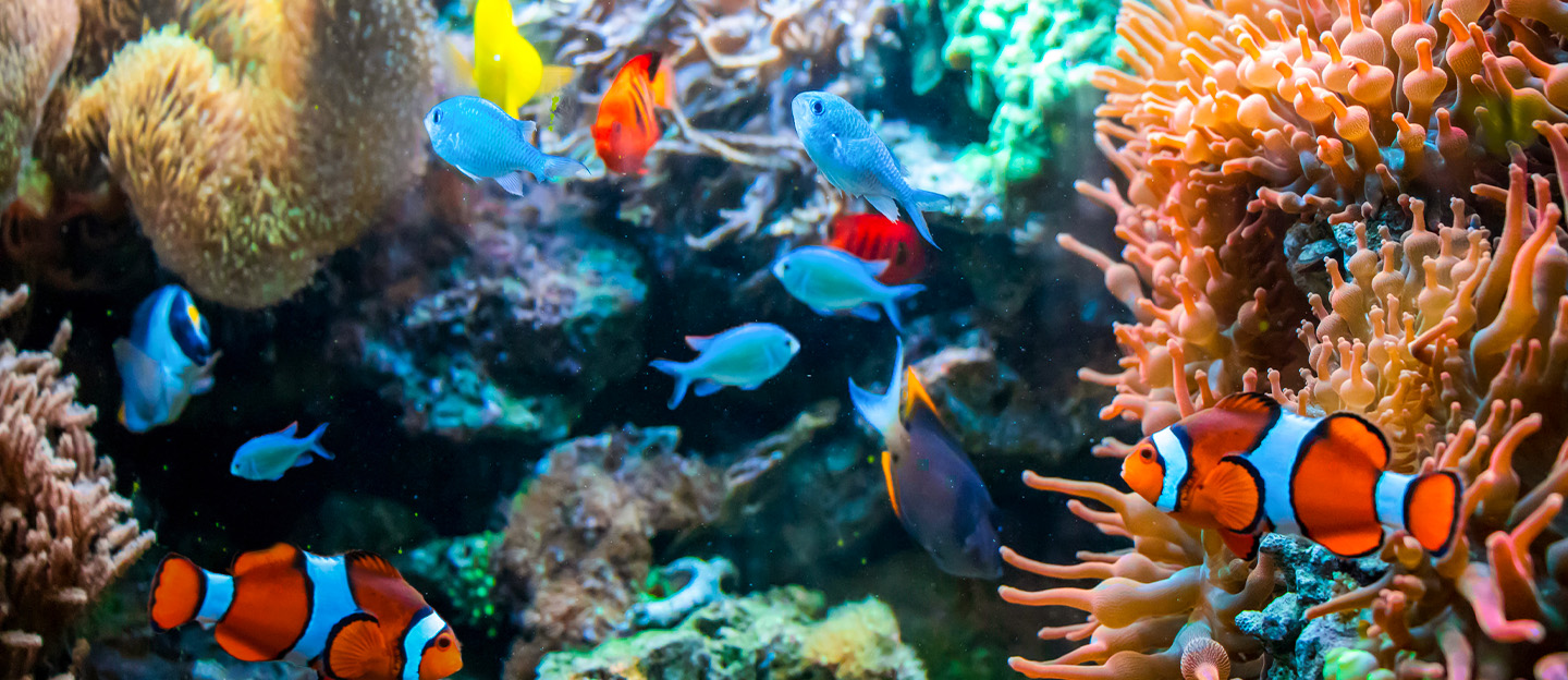 SEA LIFE Scheveningen: ontdek een prachtige onderwaterwereld - Social Deal