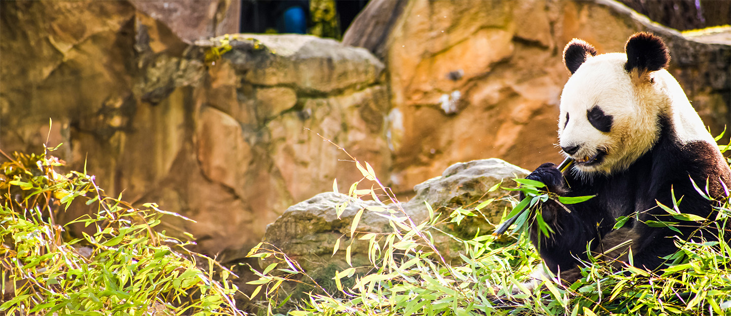 Ouwehands Dierenpark: dagje dierentuin met korting via Social Deal